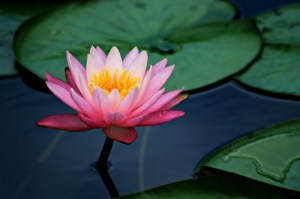 The Story of the Lotus Flower | With an Open Heart