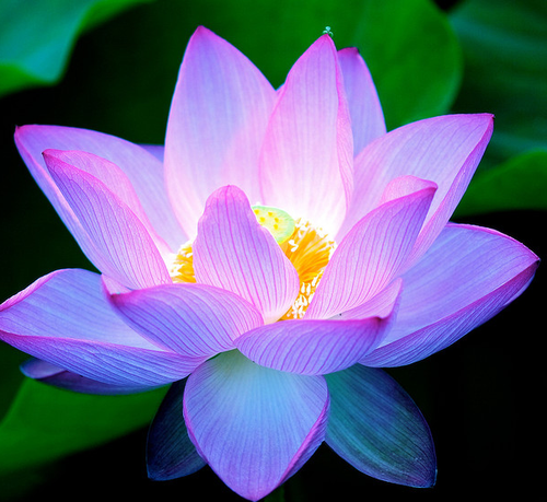 The Story of the Lotus Flower | With an Open Heart
